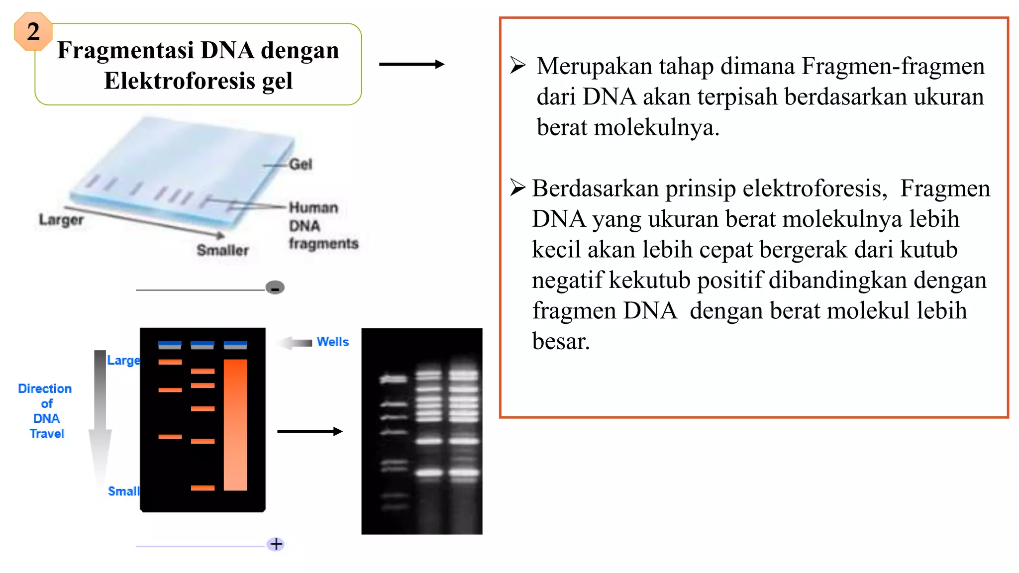 Kelompok 6 Kimia B (Southern Blotting dan Northern Blotting) | PPTX