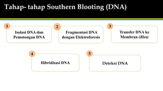 Kelompok 6 Kimia B (Southern Blotting dan Northern Blotting) | PPTX