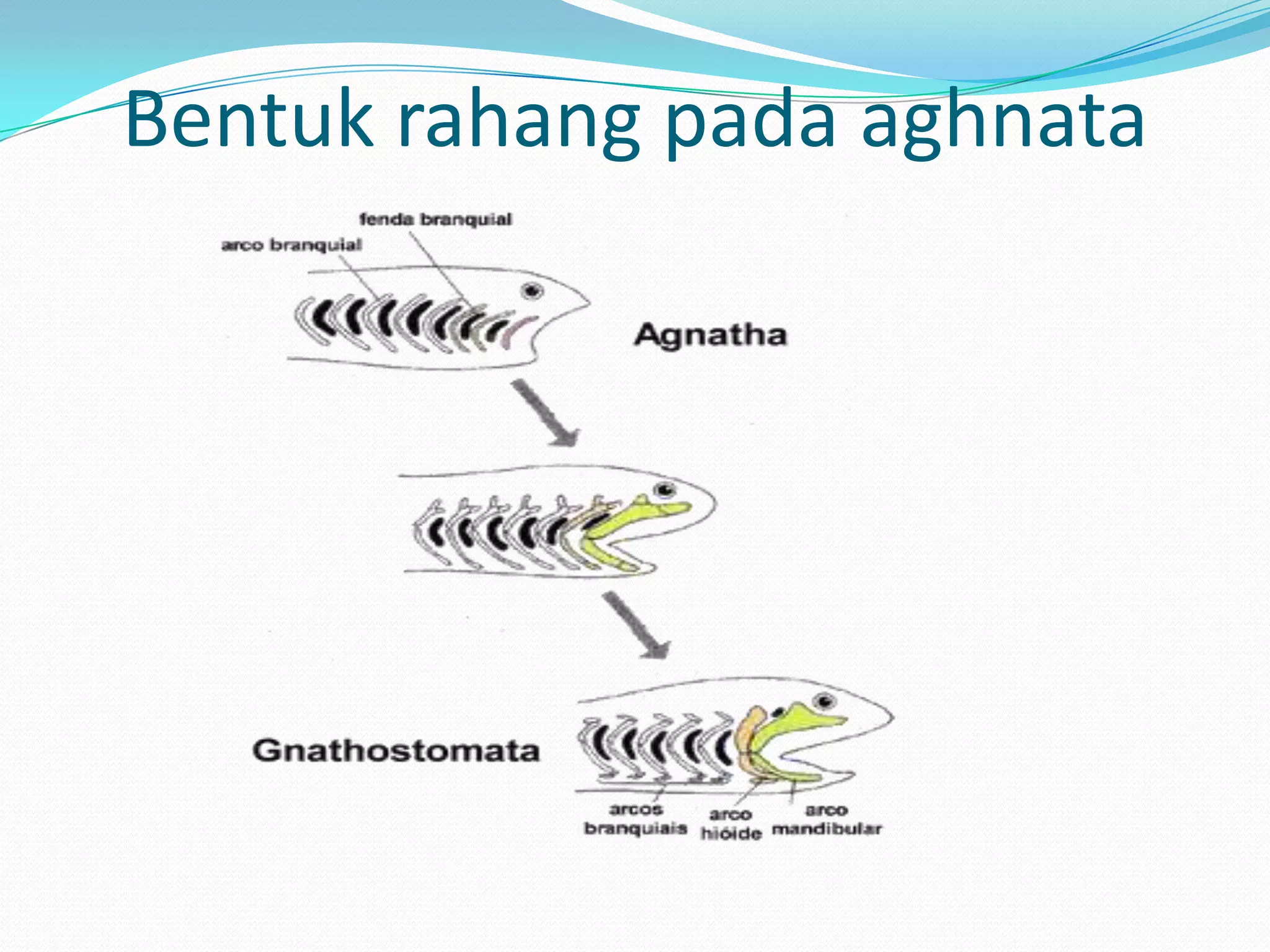 Kelompok 6 super kelas agnatha | PPTX