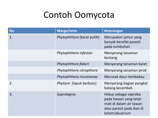 Fungi (jamur) -> oomycota | PPTX
