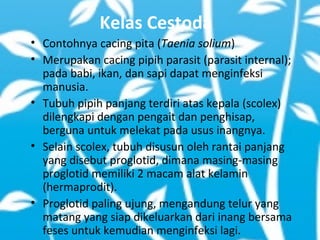 Platyhelminthes | PPT