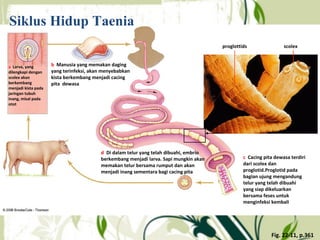 Platyhelminthes | PPT