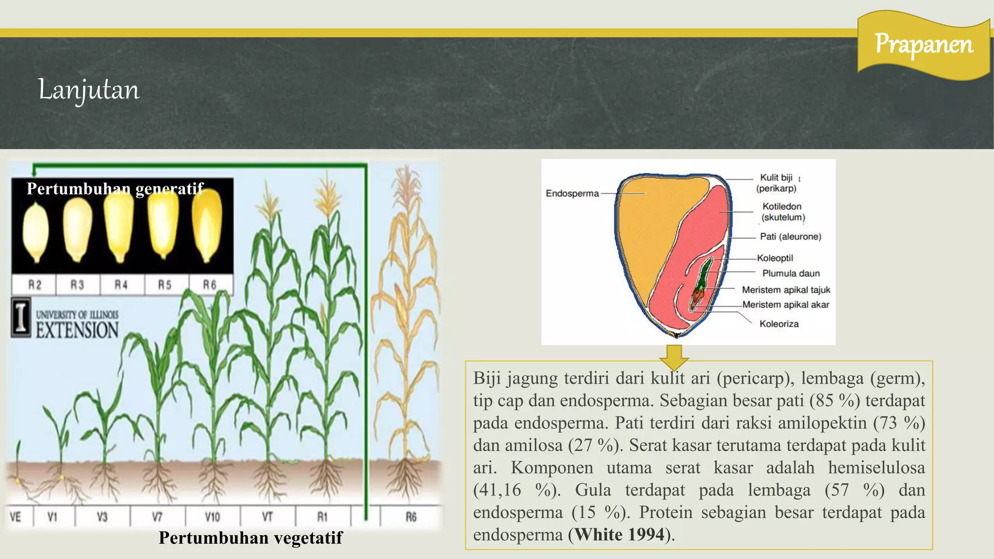 Biokimia Pangan (Beras, Jagung dan Sagu) | PPTX