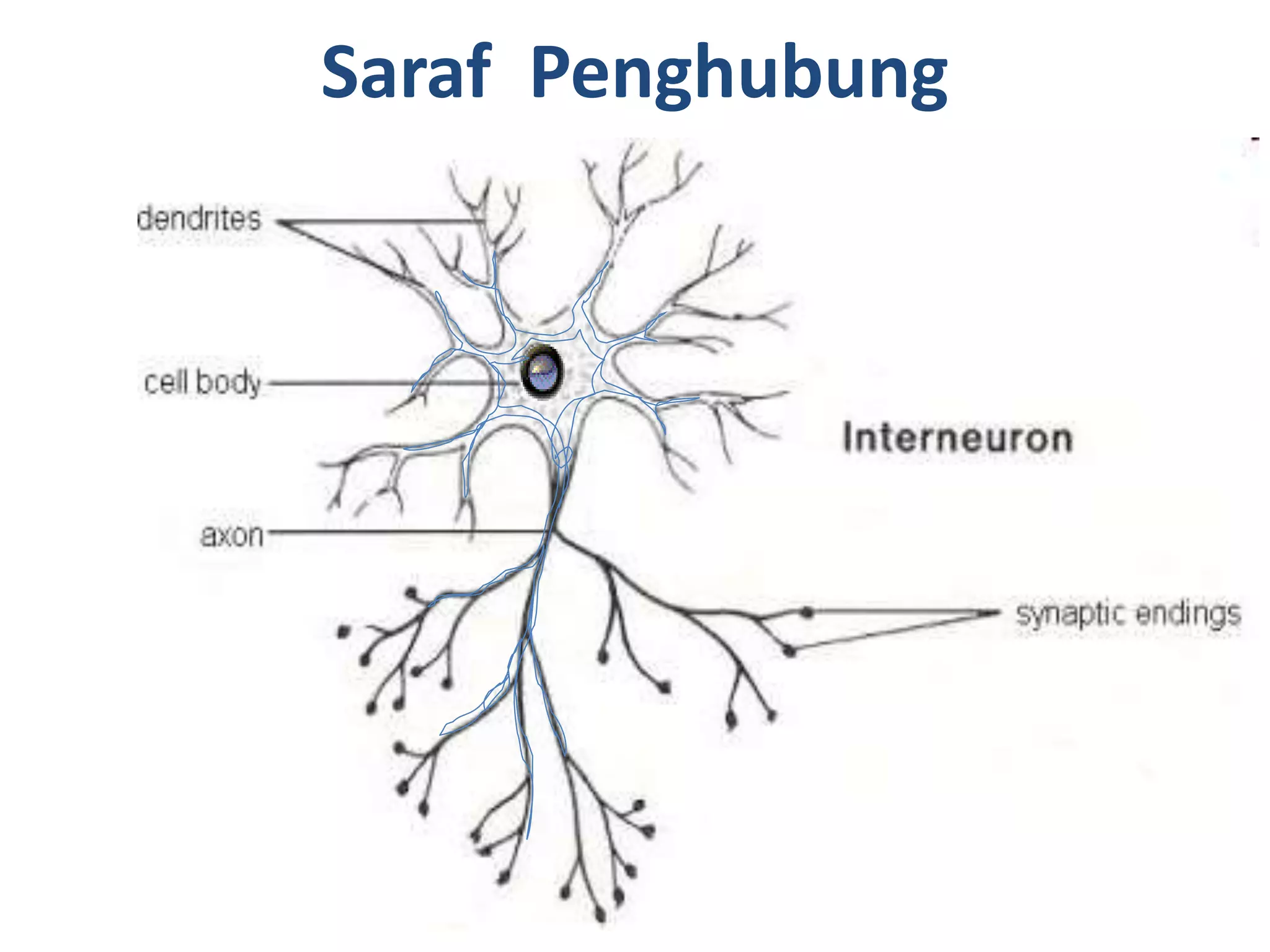 Sistem Saraf (Biologi) | PPTX