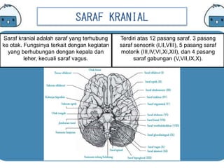 Sistem Saraf (Biologi) | PPTX