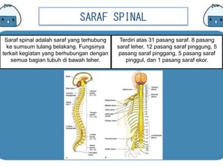 Sistem Saraf (Biologi) | PPTX
