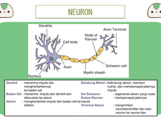 Sistem Saraf (Biologi) | PPTX