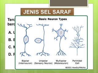 Sistem Saraf (Biologi) | PPTX