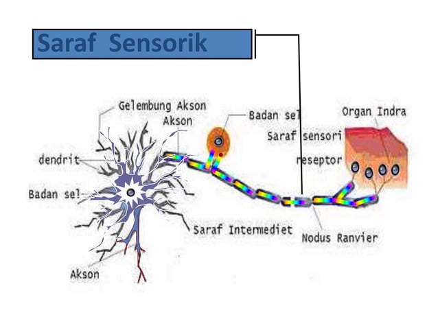 Sistem Saraf (Biologi) | PPTX