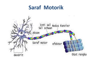 Sistem Saraf (Biologi) | PPTX