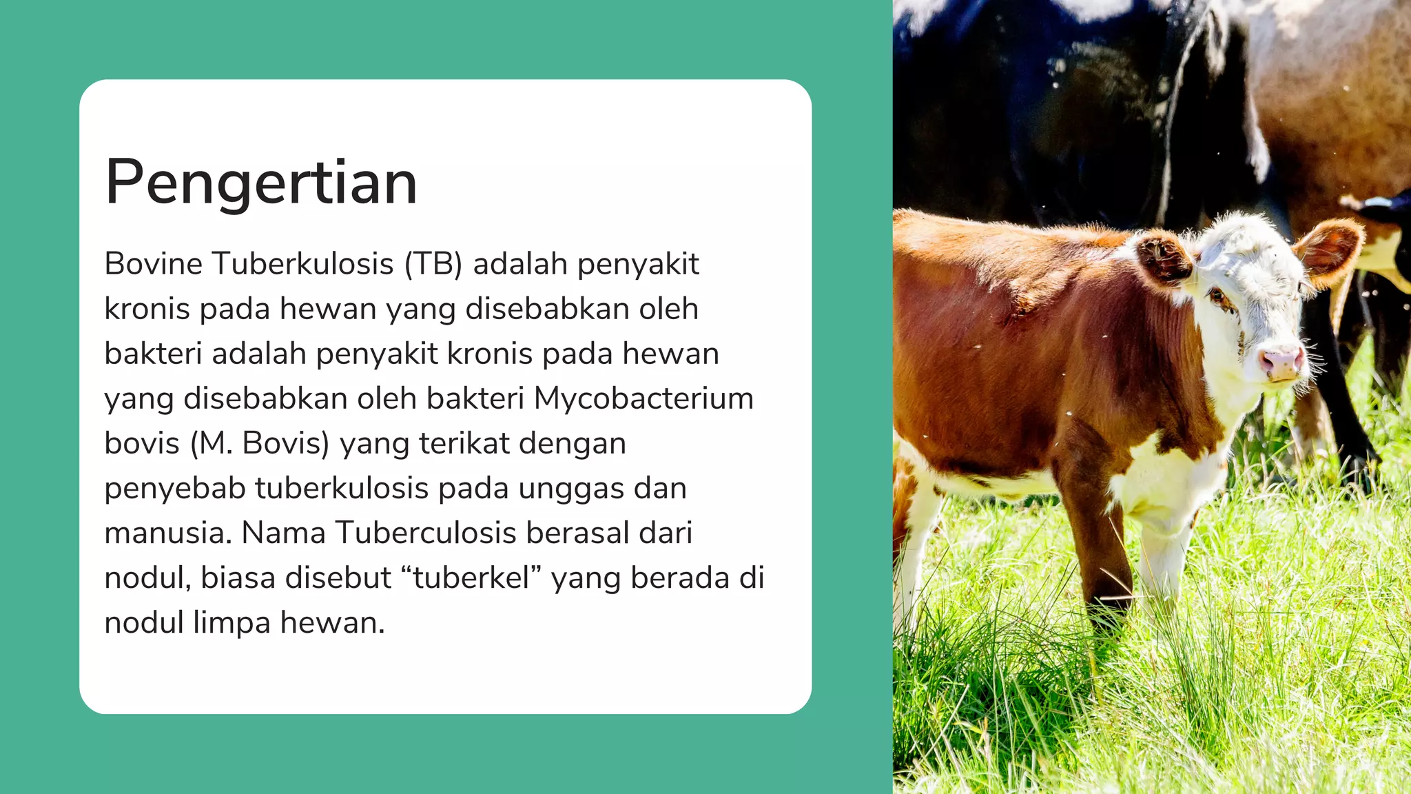 Bovine Tuberculosis.pdf