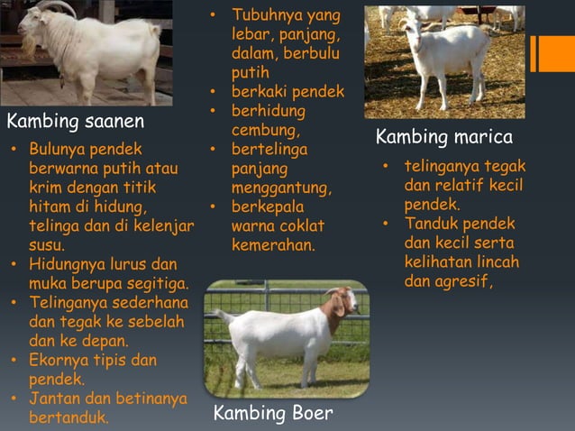 kelompok 7_Budidaya kambing.pptx
