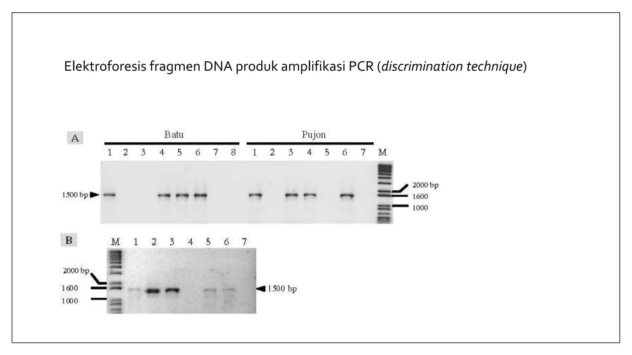 Nucleic Acid Techniques | PPTX