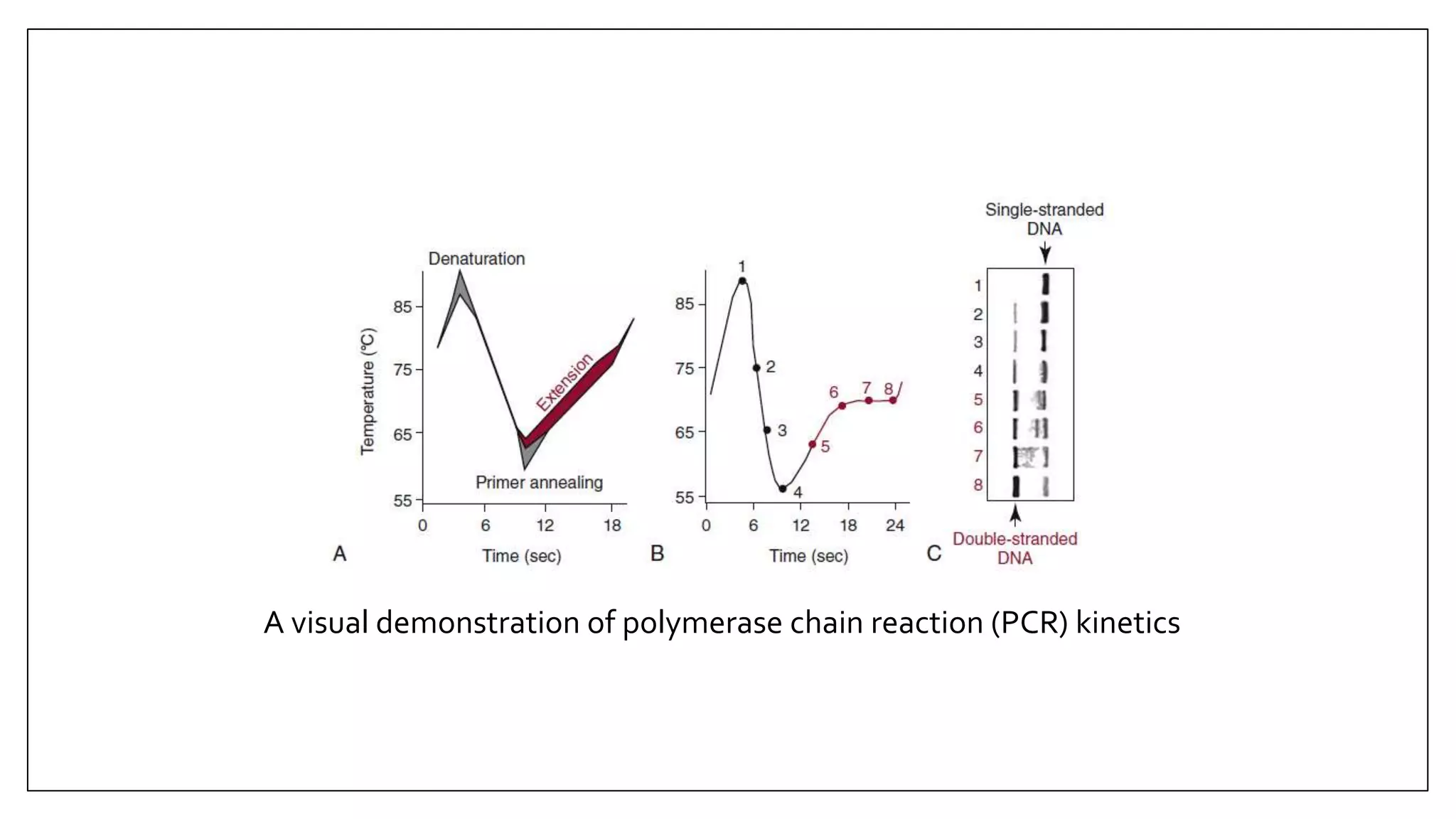 Nucleic Acid Techniques | PPTX