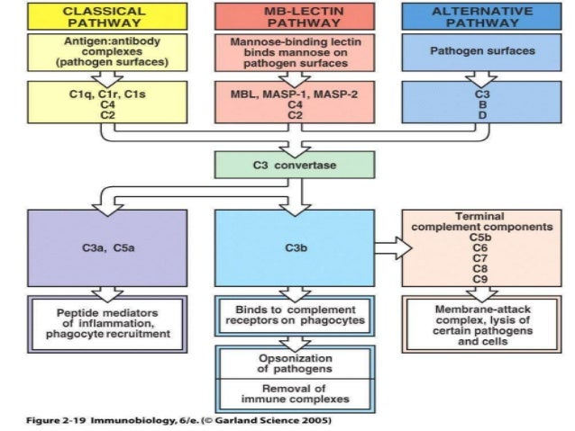 komplemen dan sitokin imunoserologi