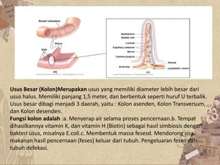 anatomi dan fisiologi susunan pencernaan | PPT