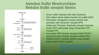 Kelompok 8_metabolisme sulfur_3A.pptx