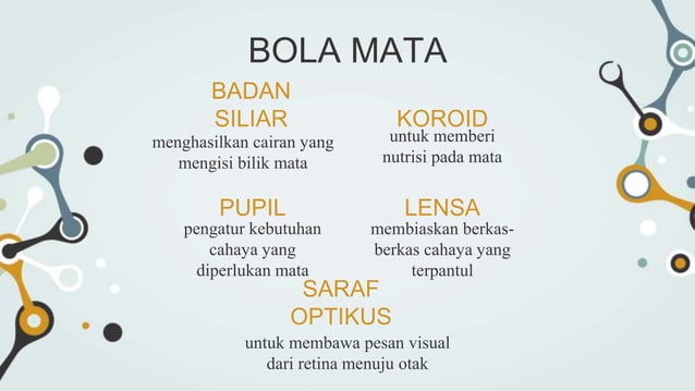 KELOMPOK 8_PPT BIOOPTIKA PADA MANUSIA_OFF B.pptx