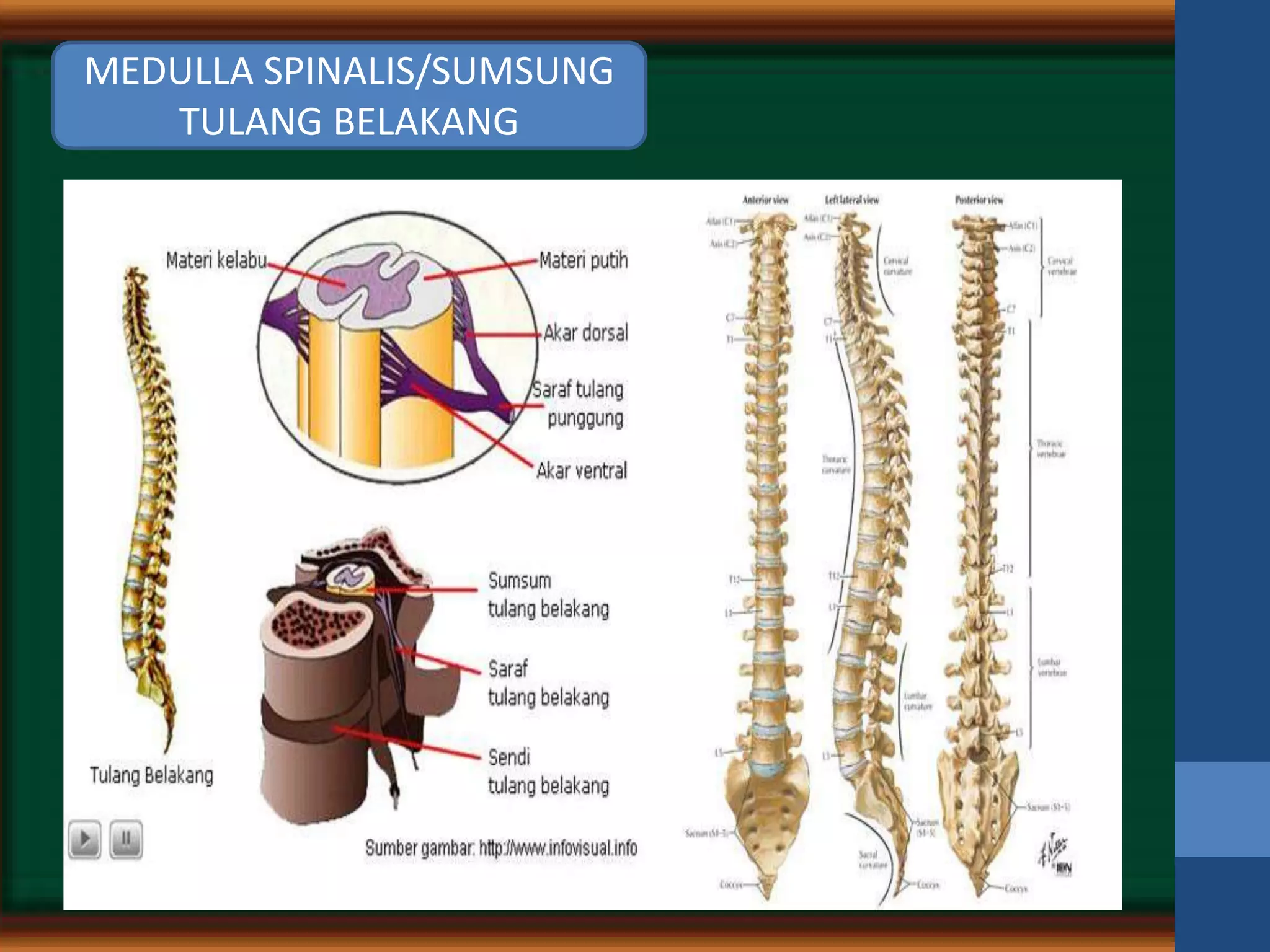 ANATOMI SISTEM SARAF | PPTX