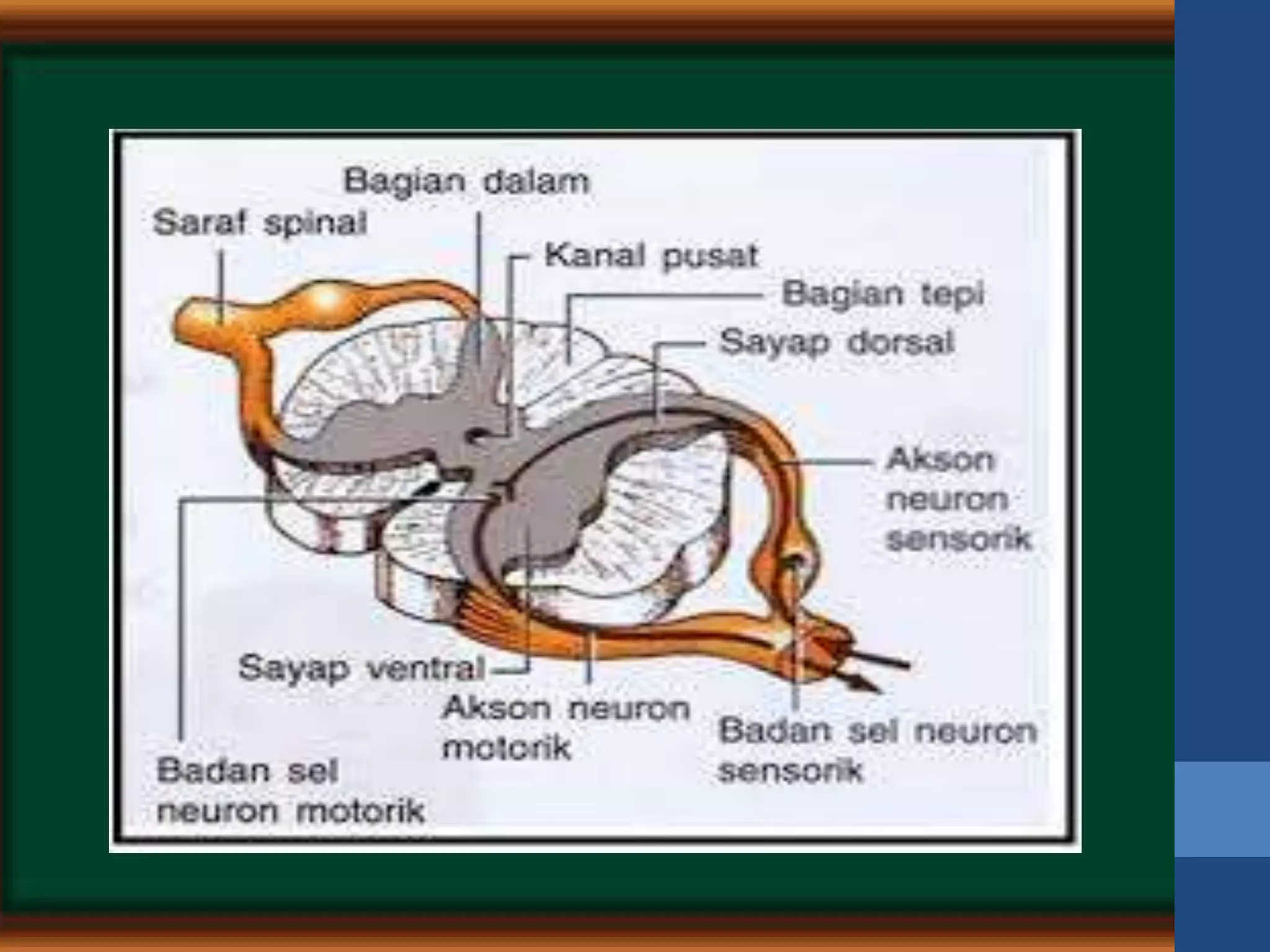 ANATOMI SISTEM SARAF | PPTX