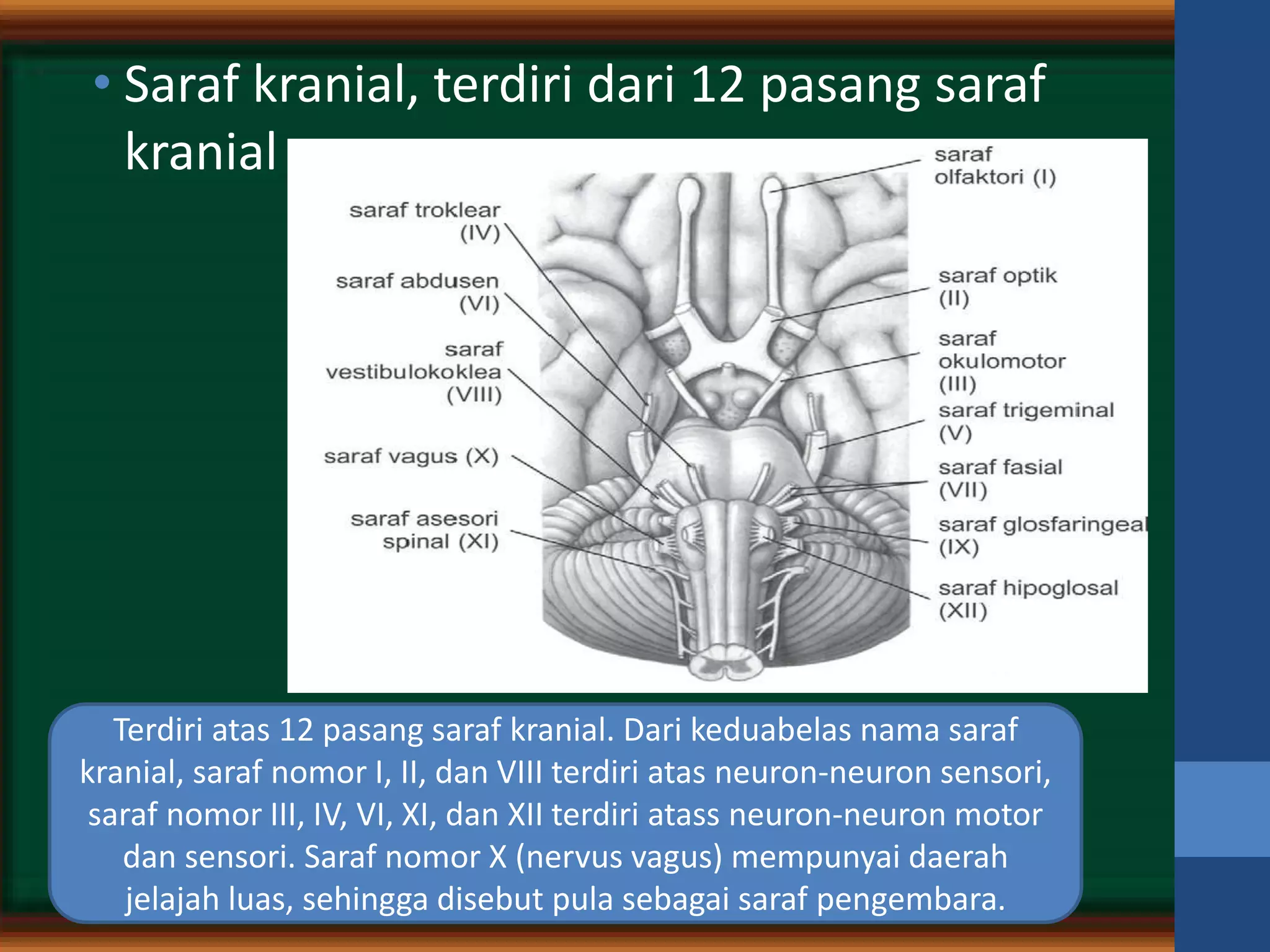 ANATOMI SISTEM SARAF | PPTX