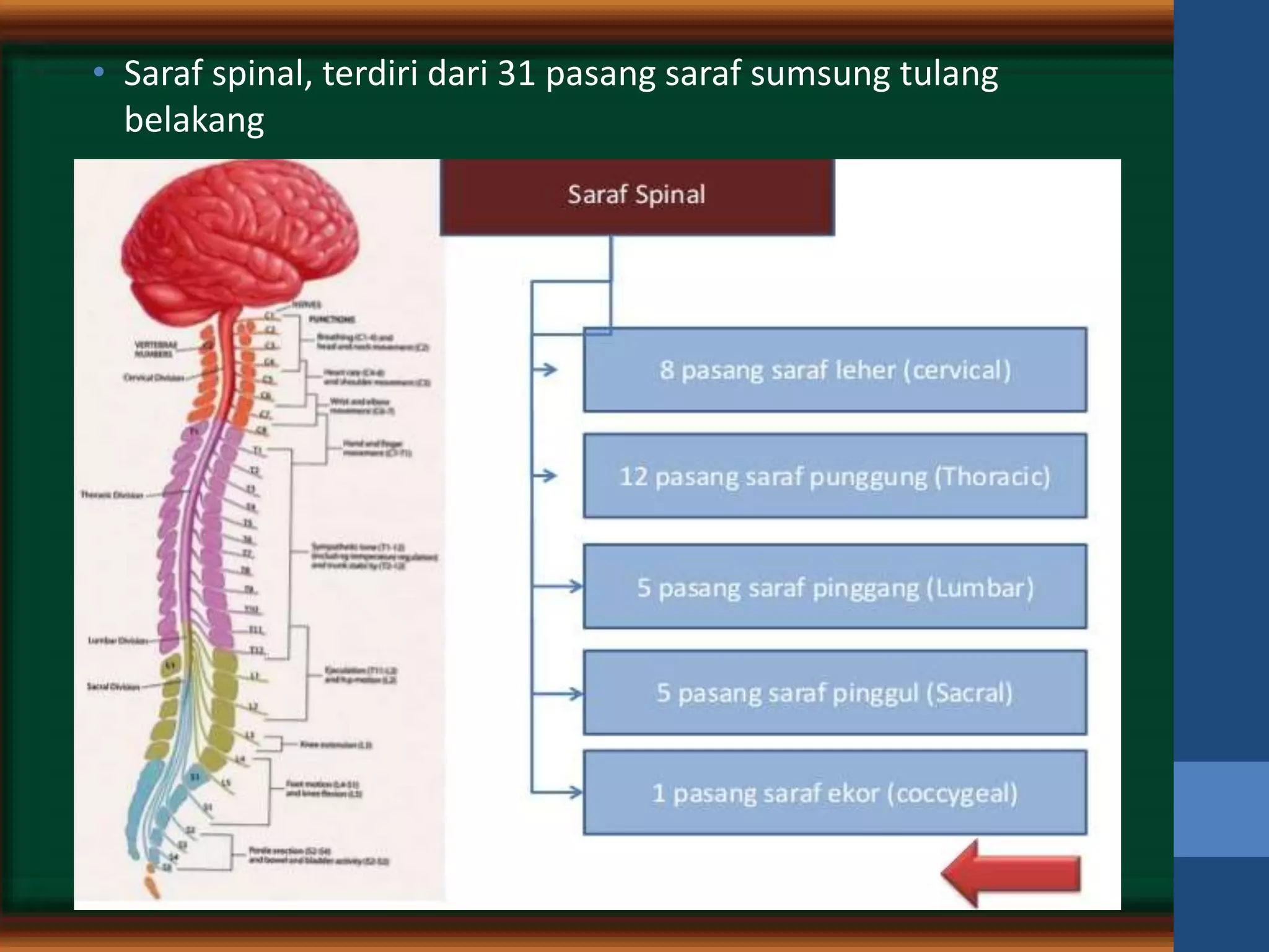 ANATOMI SISTEM SARAF | PPTX