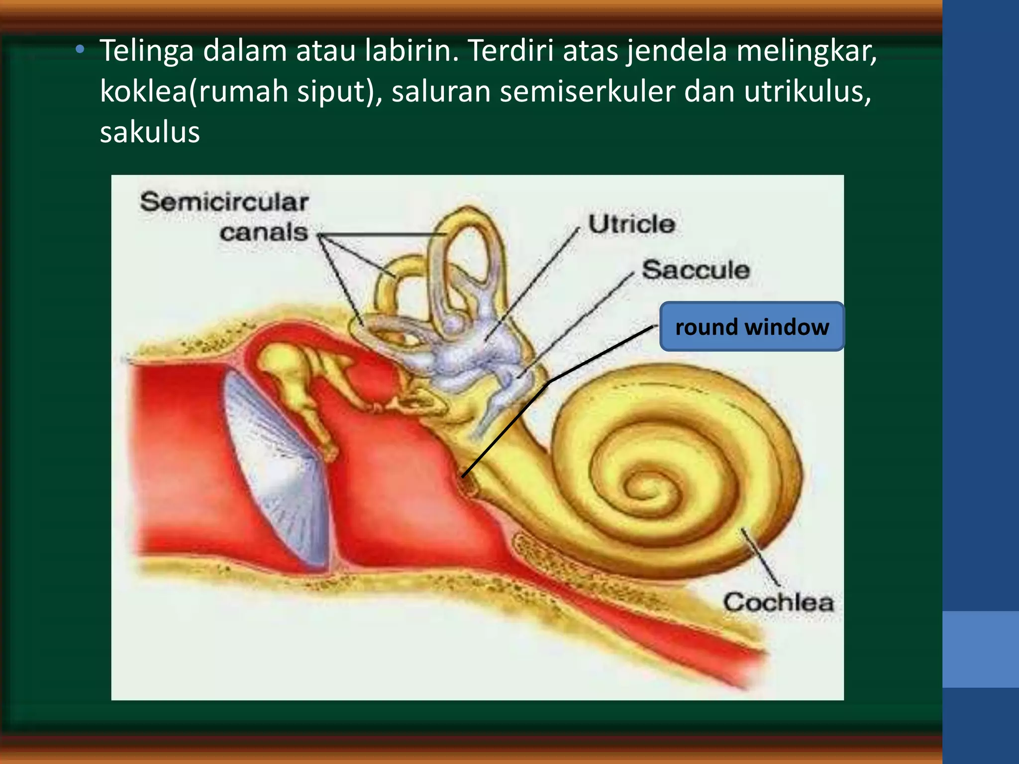 ANATOMI SISTEM SARAF | PPTX