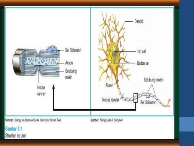 ANATOMI SISTEM SARAF | PPT