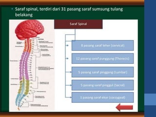 ANATOMI SISTEM SARAF | PPTX