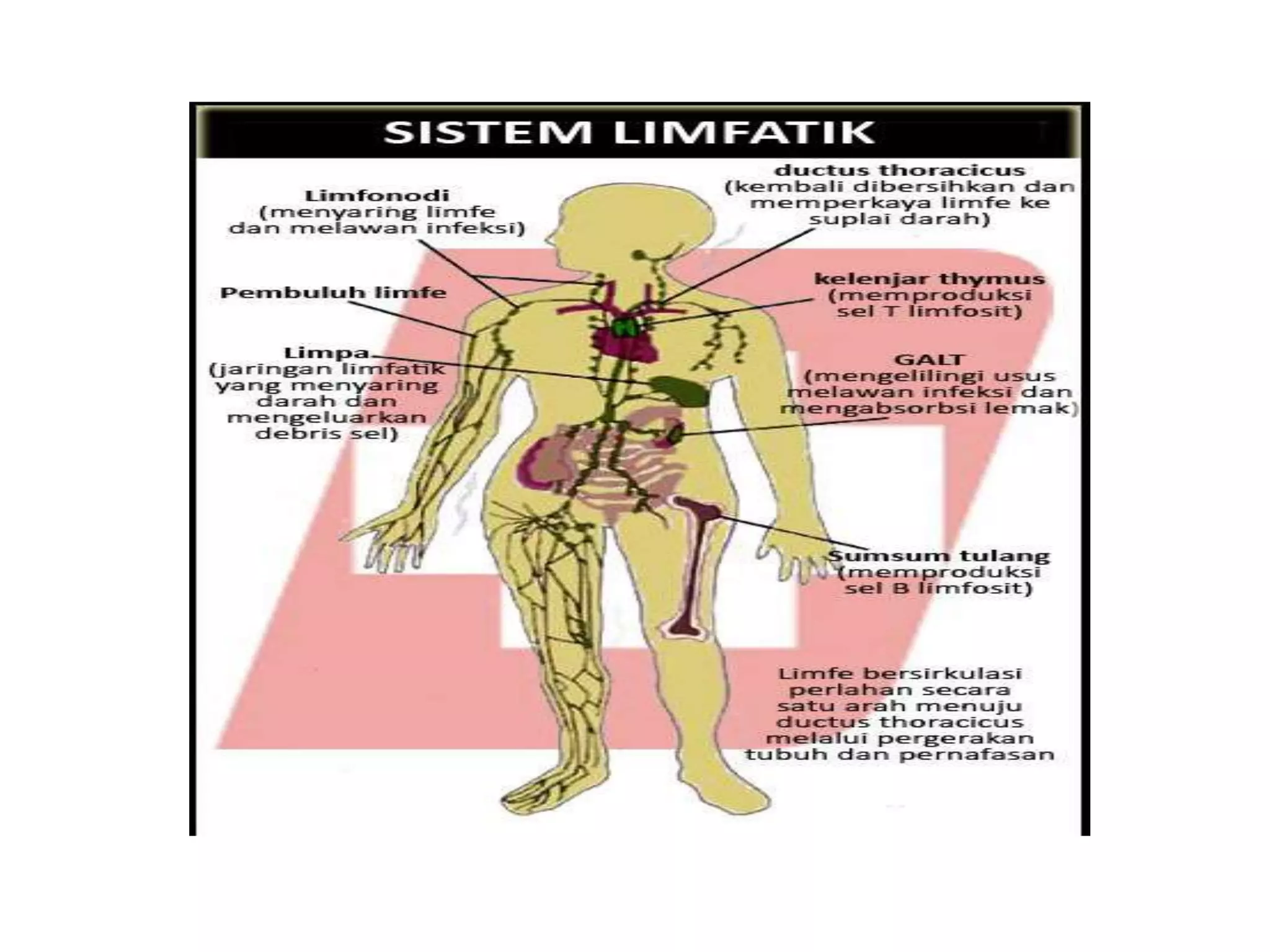 Kelompok 8 sistem limfa | PPTX