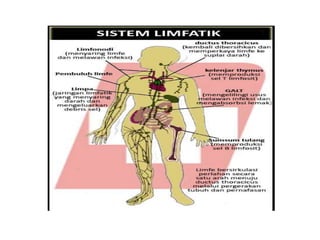 Kelompok 8 sistem limfa | PPT