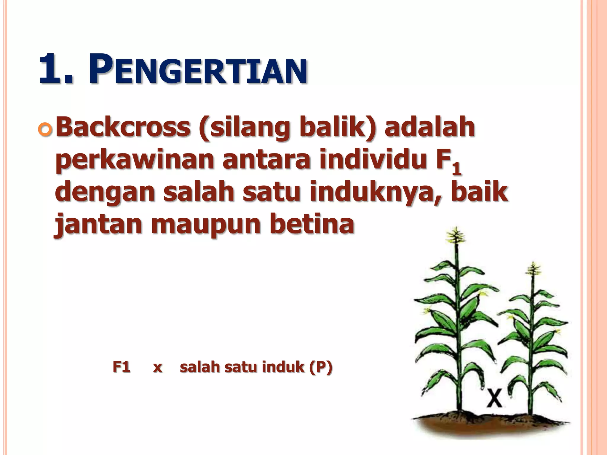 BACK CROSS (Kawin Silang) | PPTX