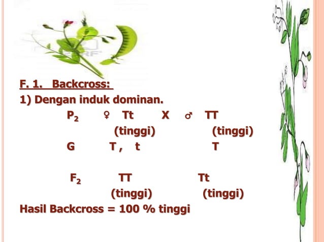 BACK CROSS (Kawin Silang) | PPTX