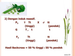 BACK CROSS (Kawin Silang) | PPTX
