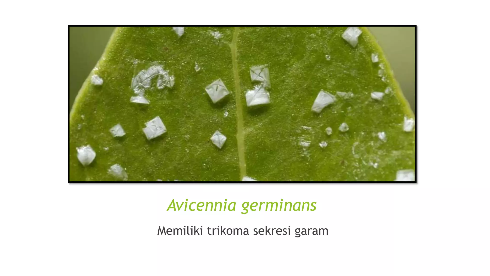 Tugas BIOLOGI KELAS XI SEMESTER 1 - Jaringan Epidermis | PPTX