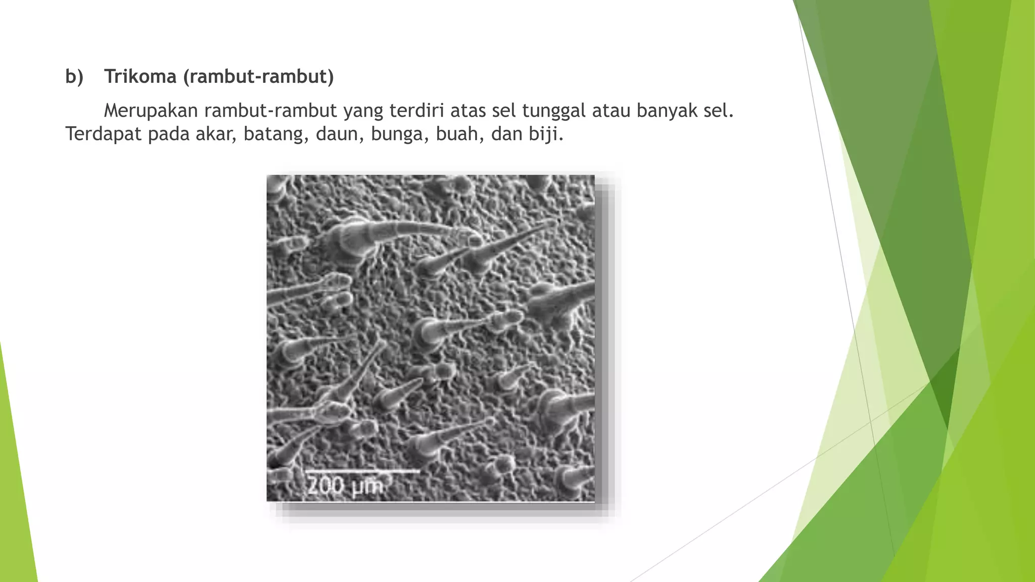 Tugas BIOLOGI KELAS XI SEMESTER 1 - Jaringan Epidermis | PPTX