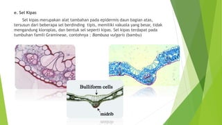 Tugas BIOLOGI KELAS XI SEMESTER 1 - Jaringan Epidermis | PPTX