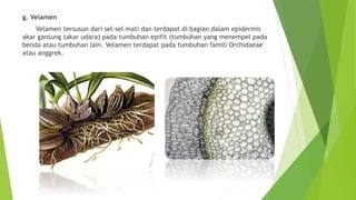 Tugas BIOLOGI KELAS XI SEMESTER 1 - Jaringan Epidermis | PPTX