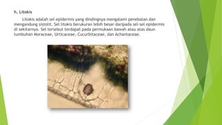 Tugas BIOLOGI KELAS XI SEMESTER 1 - Jaringan Epidermis | PPTX