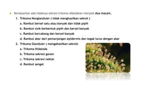 Tugas BIOLOGI KELAS XI SEMESTER 1 - Jaringan Epidermis | PPTX