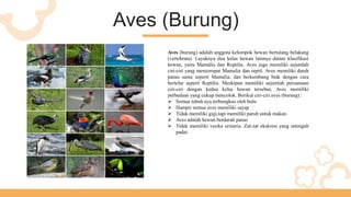 KELOMPOK AVES.pptx