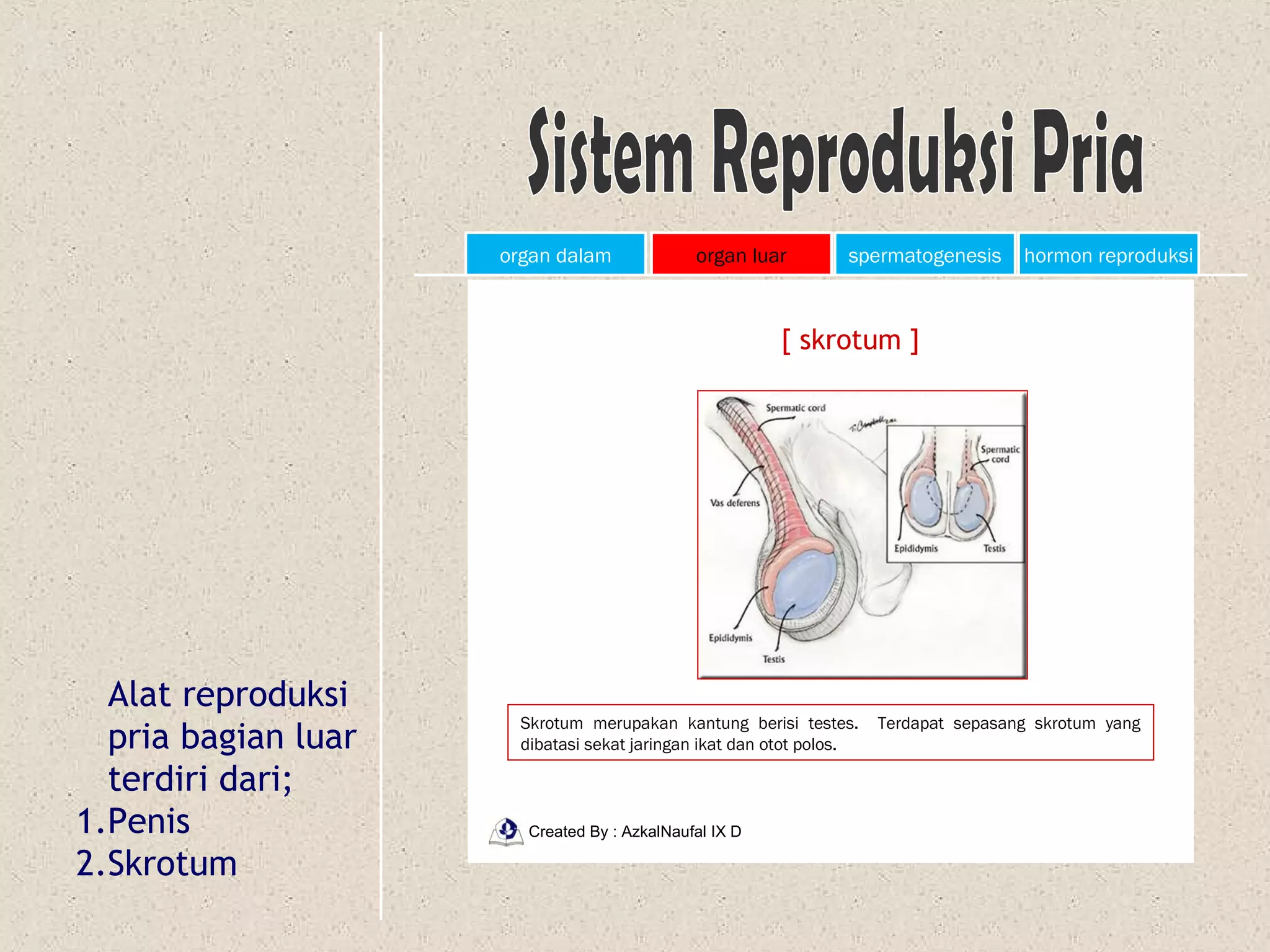Alat Reproduksi Pria Kelas IX PPT | PPT