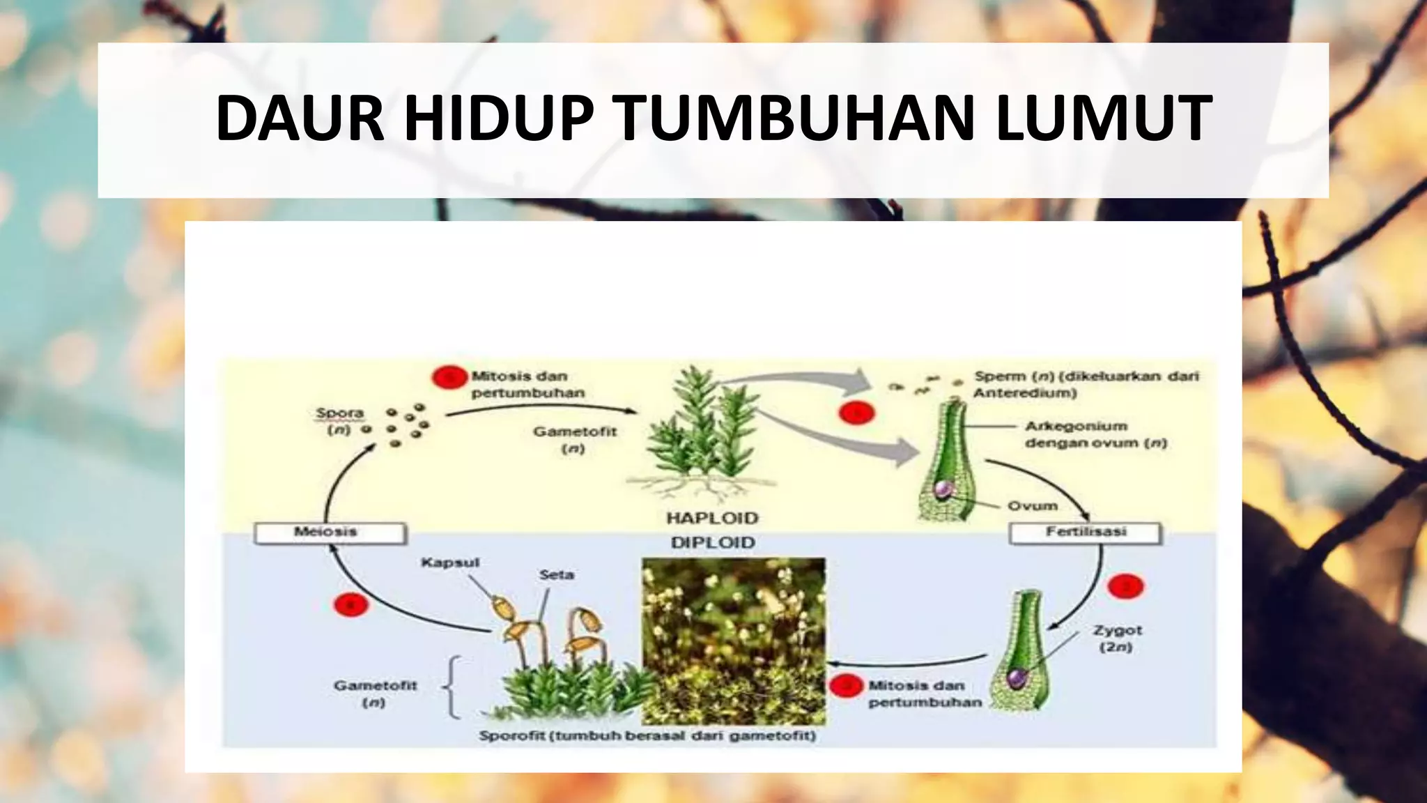 BIOLOGI (TUMBUHAN LUMUT DAN PAKU PAKUAN) | PPTX