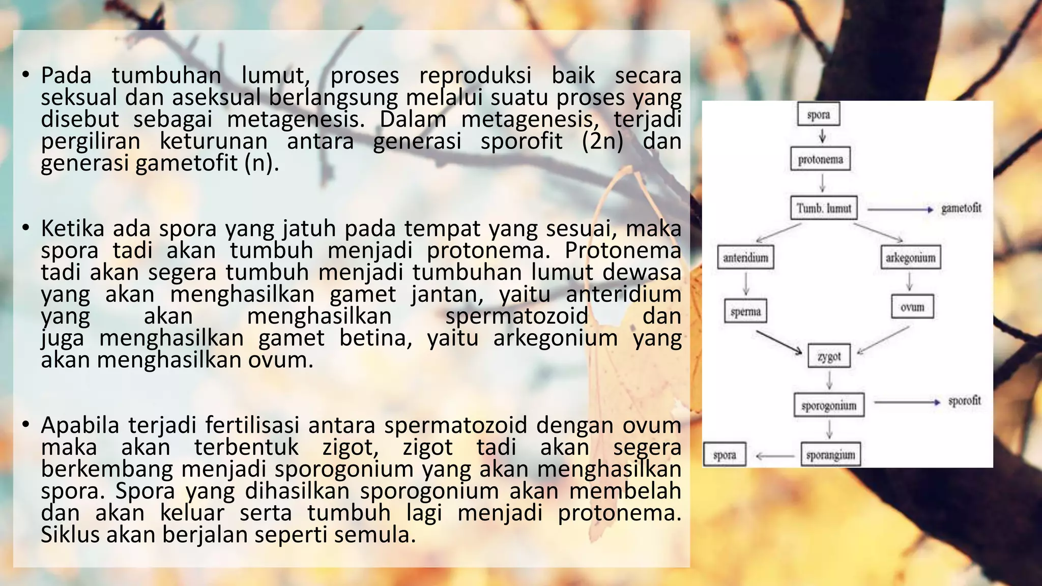BIOLOGI (TUMBUHAN LUMUT DAN PAKU PAKUAN) | PPTX