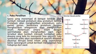 BIOLOGI (TUMBUHAN LUMUT DAN PAKU PAKUAN) | PPTX