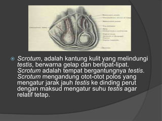 Kelompok biologi 2 SMPN 1 BDG | PPTX