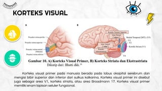 Kelompok Fisiologi 13 | PPTX