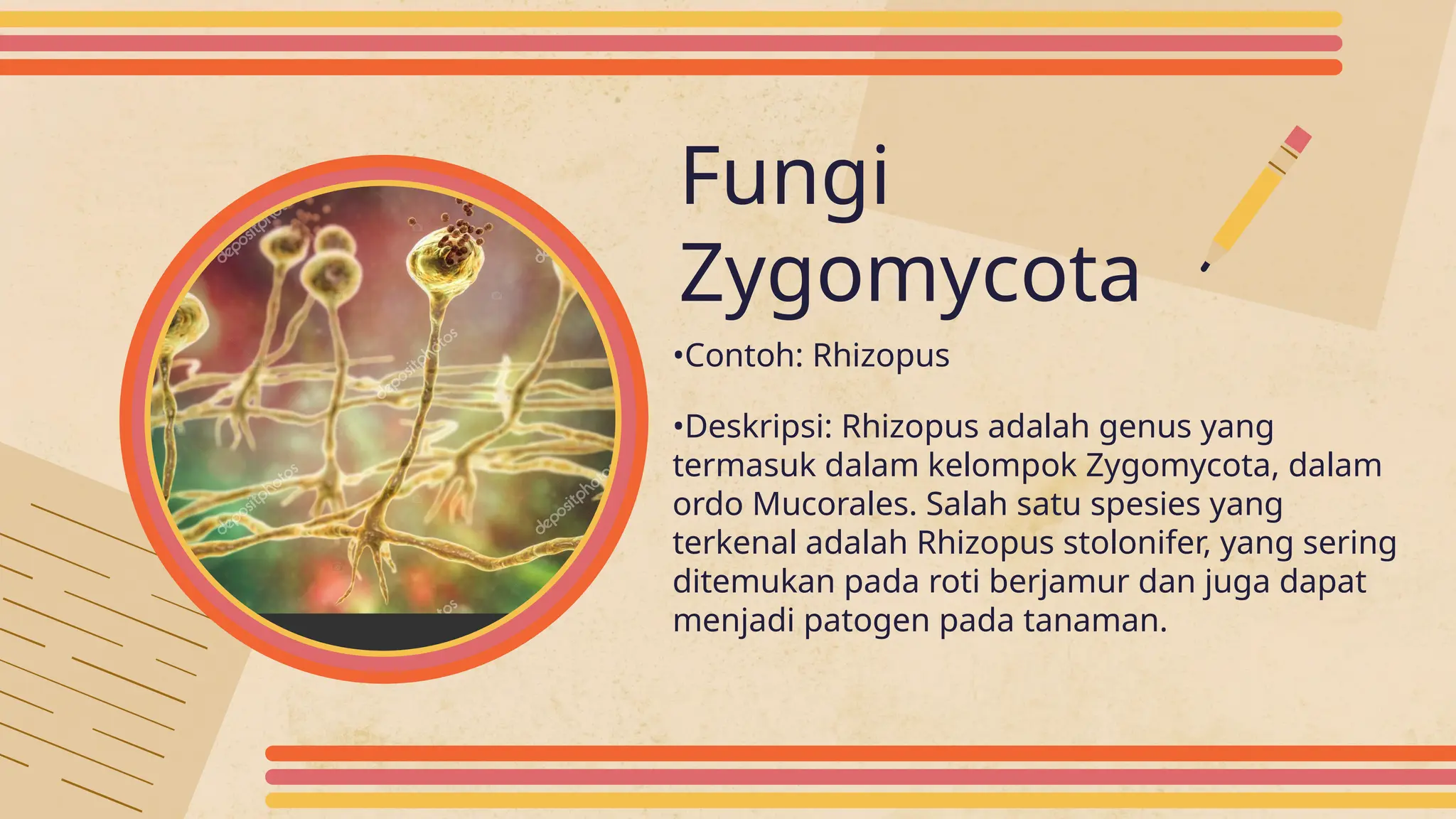 Kelompok Fungi, Materi belajar kelas 10 SMA | PPTX