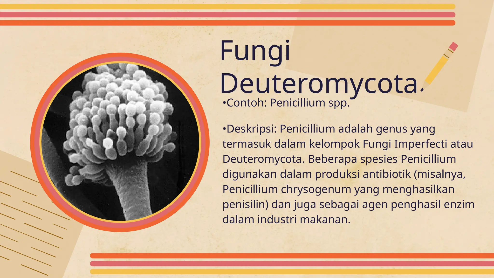 Kelompok Fungi, Materi belajar kelas 10 SMA | PPTX