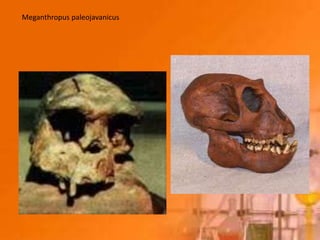 Manusia Purba Di Indonesia | PPTX